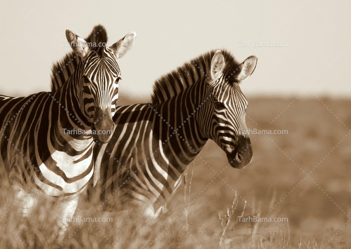 تصویر با کیفیت گورخر