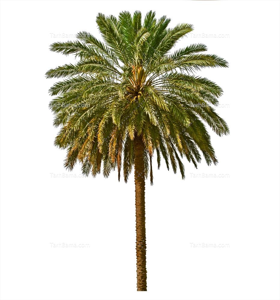 تصویر با کیفیت نخل خرما با پس زمینه سفید